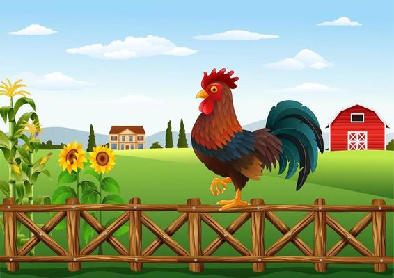 Rooster Vector Art Icons And Graphics For Free Download