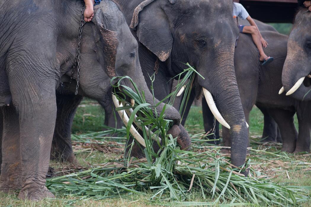 Elephant Eat Stock Photos, Images and Backgrounds for Free Download