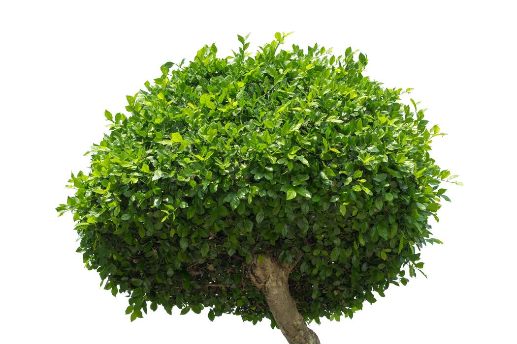 Rounded Tree Stock Photos, Images and Backgrounds for Free Download