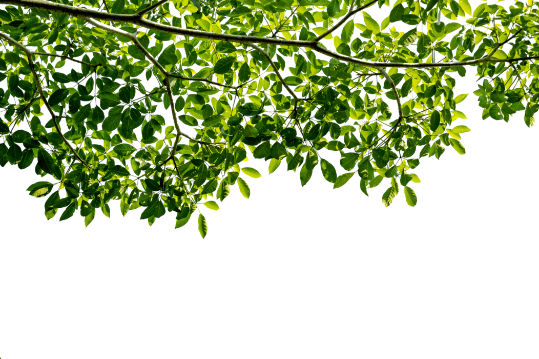 Tree Leaves PNGs for Free Download
