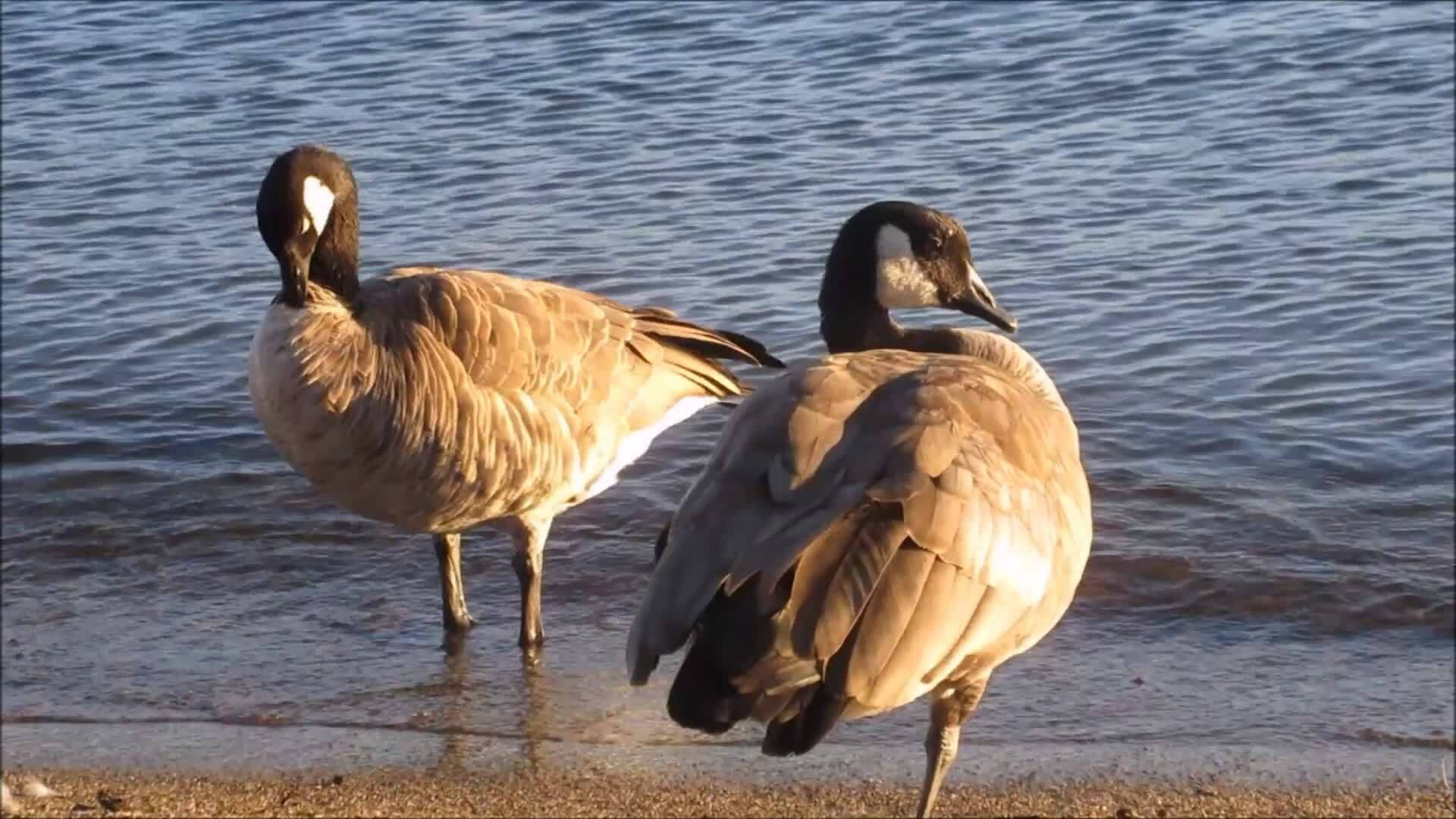 two geese on the lake 12864863 Stock Video at Vecteezy