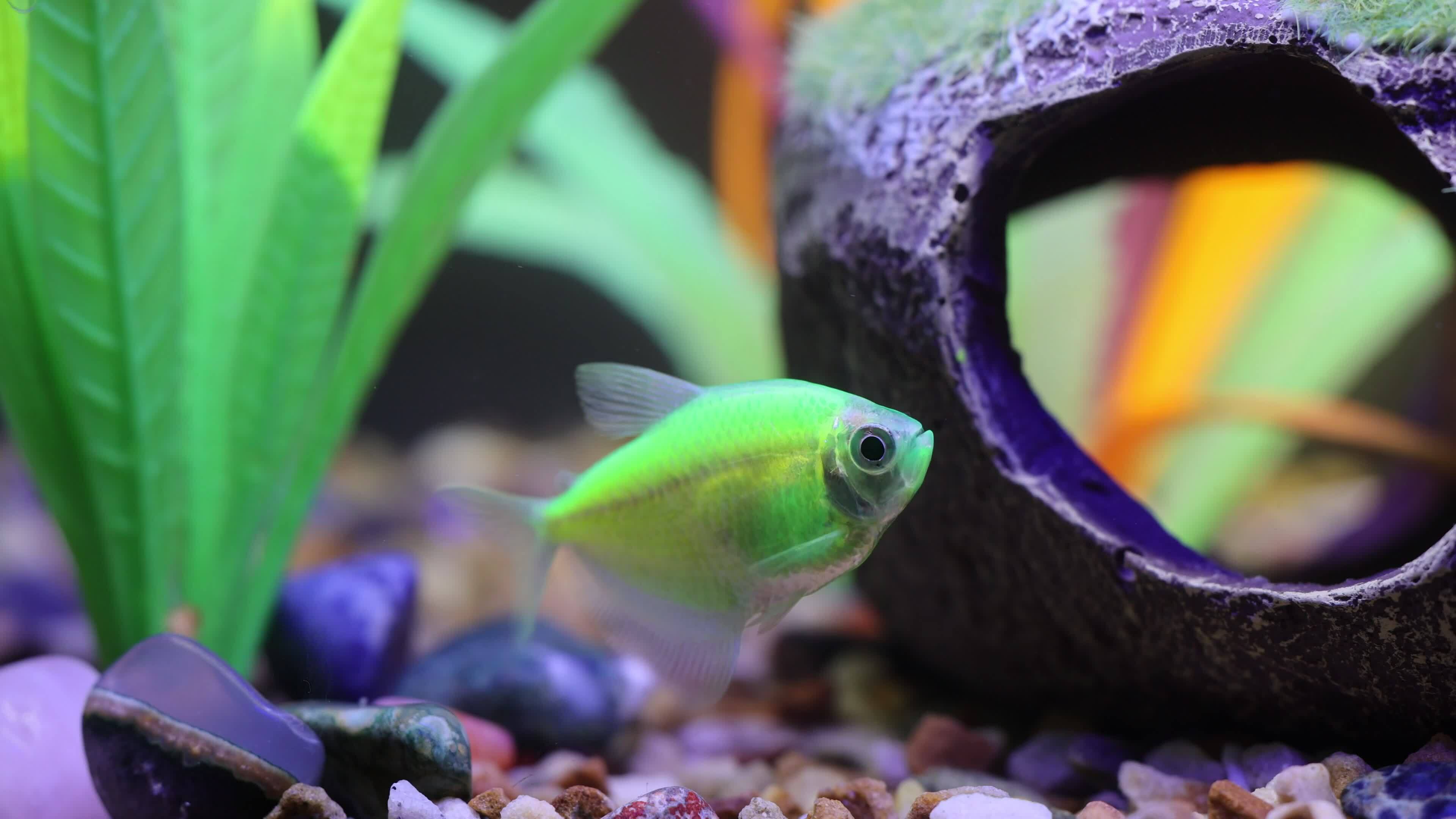 Closeup HD footage of a small fish in an aquarium 12866324 Stock Video at Vecteezy