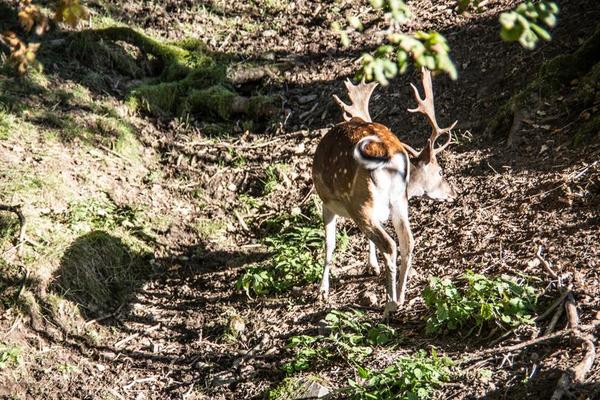 Sika Deer Stock Photos, Images and Backgrounds for Free Download