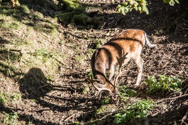Sika Deer Stock Photos, Images and Backgrounds for Free Download