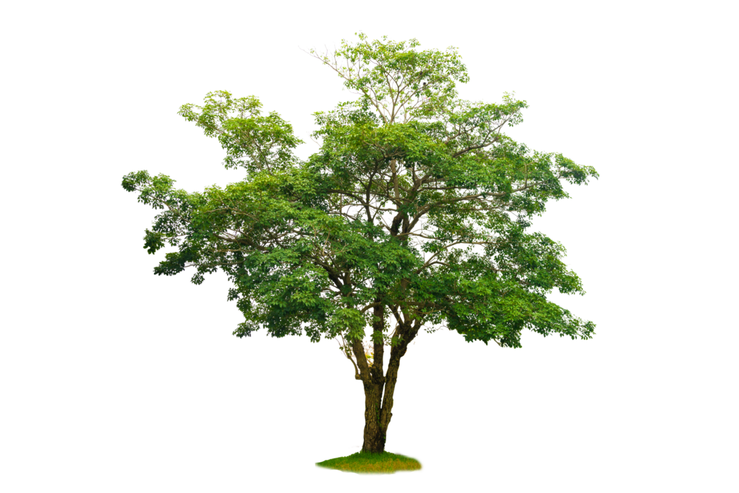 Tree Transparent Background PNGs for Free Download