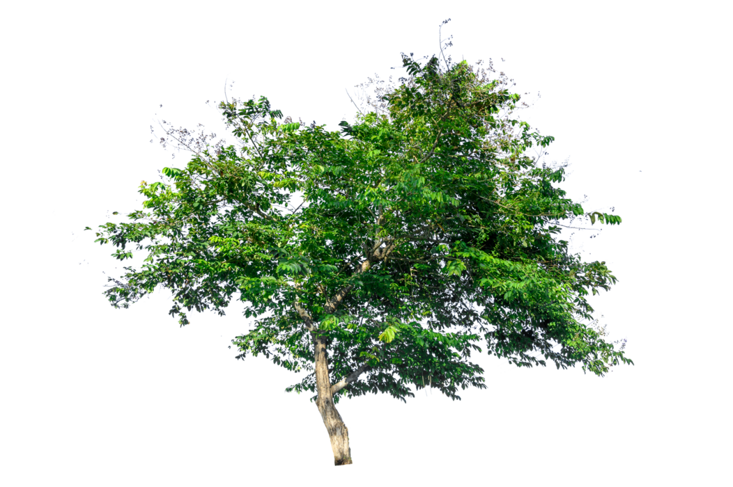 Animated Tree PNGs for Free Download