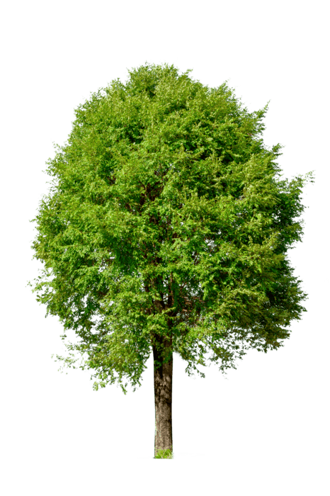 Tree Png PNGs for Free Download