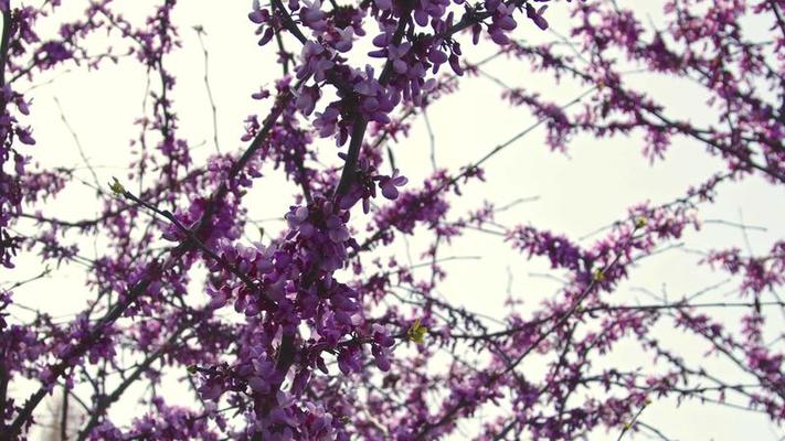 Flower Stock Video Footage for Free Download