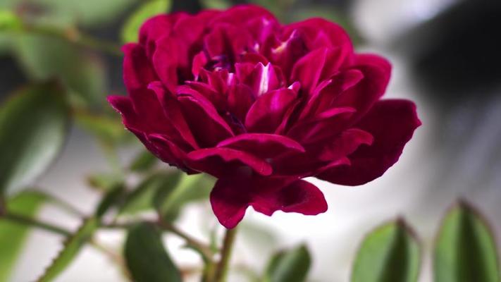 Flowers Stock Video Footage for Free Download