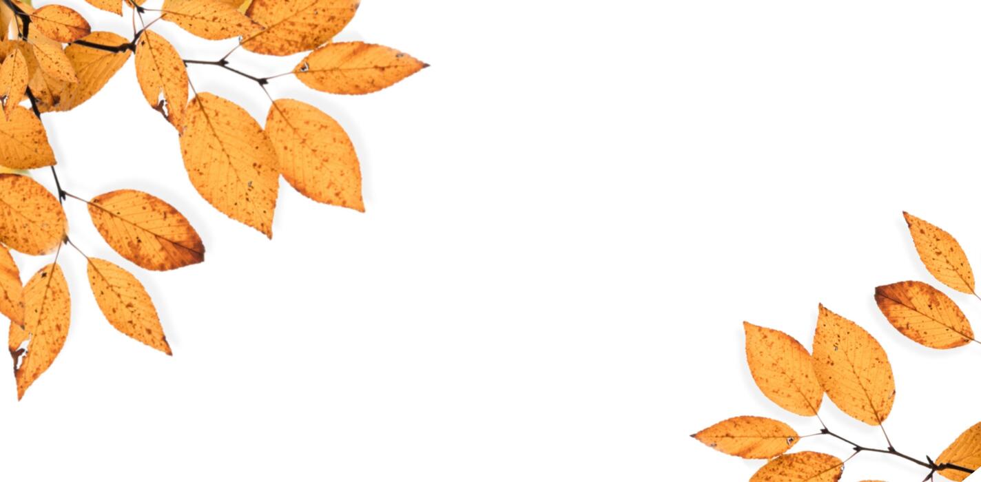 Fall Leaves White Background Stock Photos, Images and Backgrounds for ...