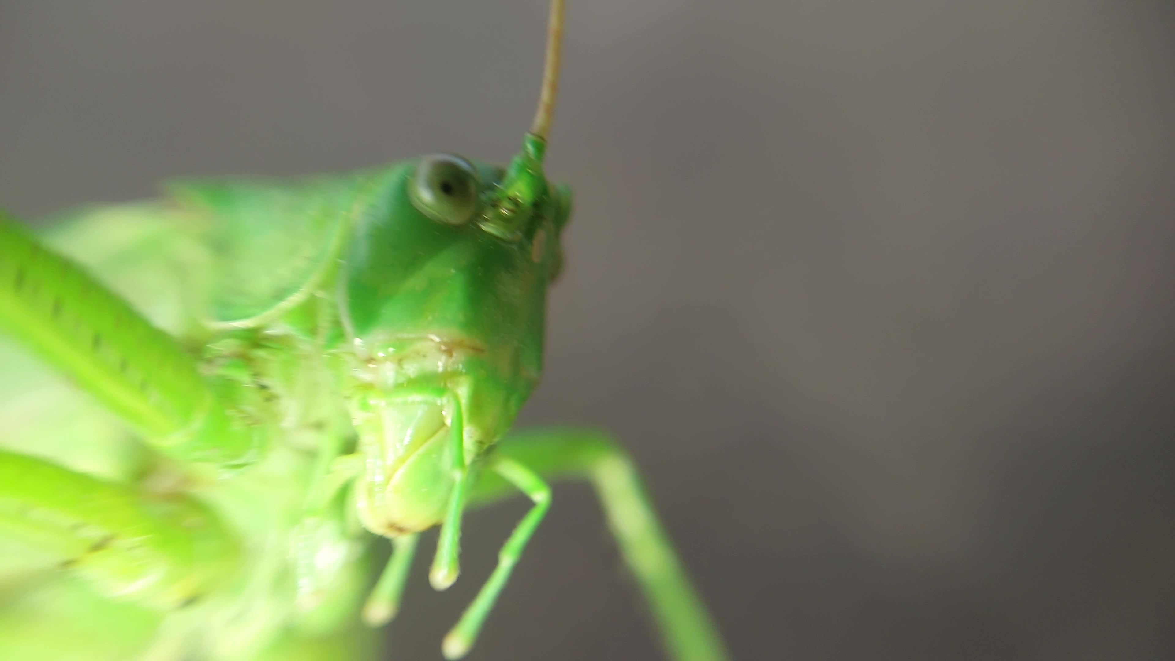 Large green grasshopper praying mantis 12987725 Stock Video at Vecteezy Large green grasshopper praying mantis 12987725 Stock Video at Vecteezy