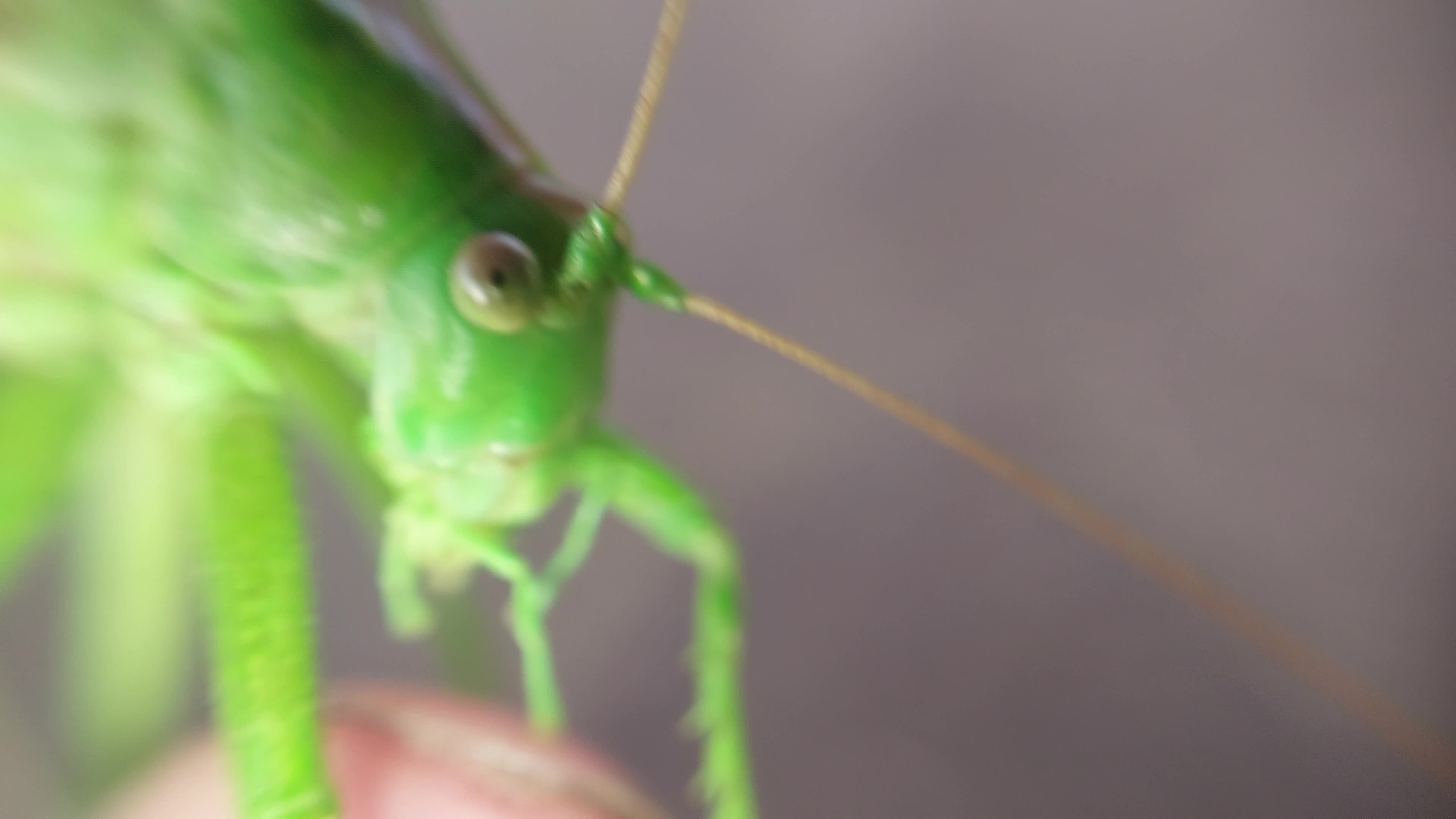 Large green grasshopper praying mantis 12991220 Stock Video at Vecteezy Large green grasshopper praying mantis 12991220 Stock Video at Vecteezy