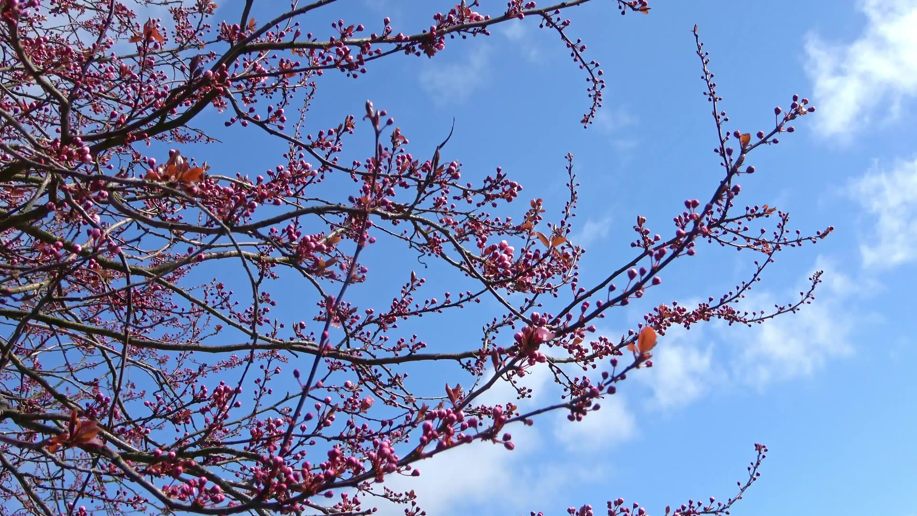 Beautiful blooming trees in blossom during springtime against the blue ...
