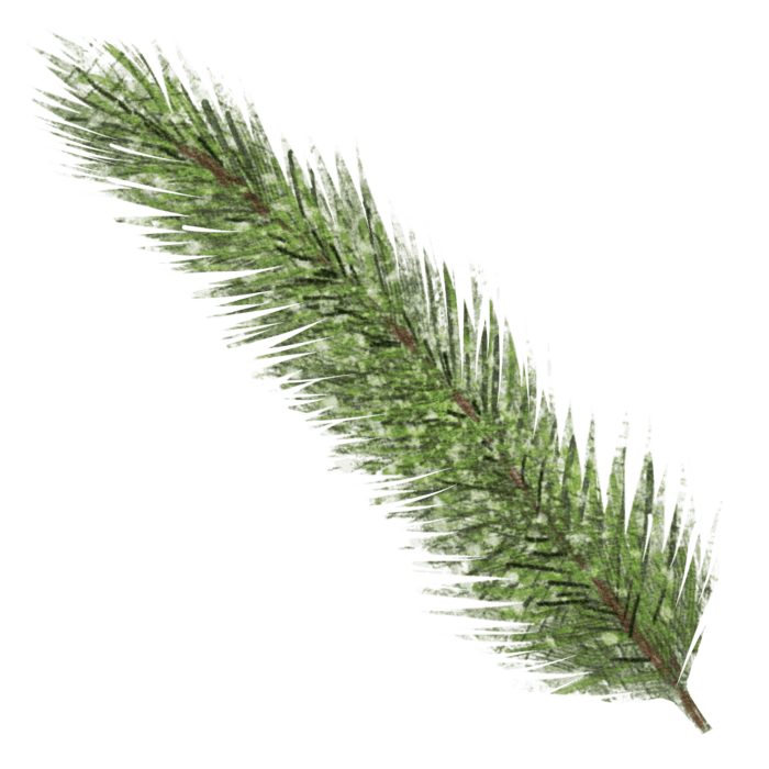 Pine Branch PNGs for Free Download