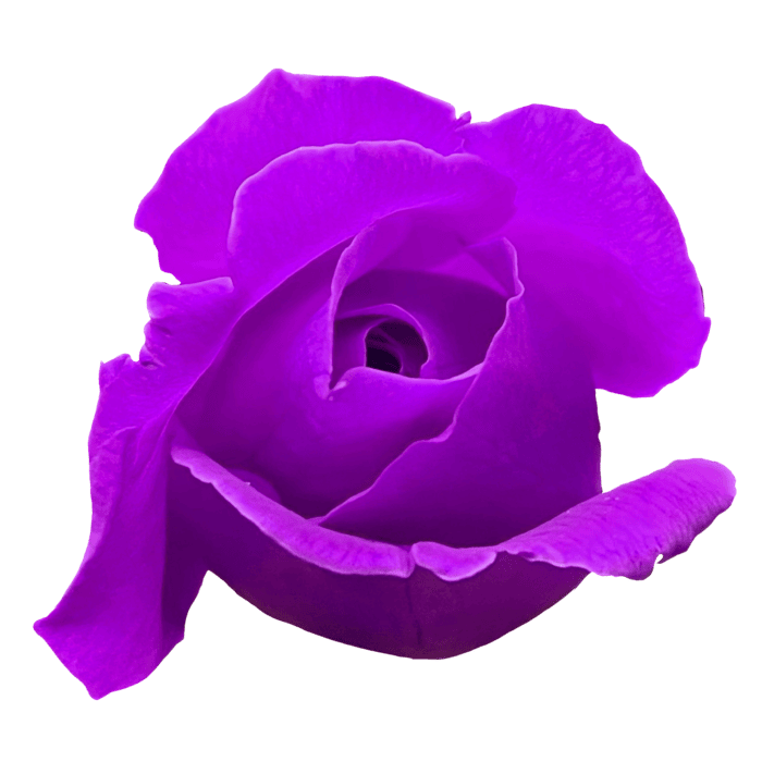 Purple Roses PNGs for Free Download
