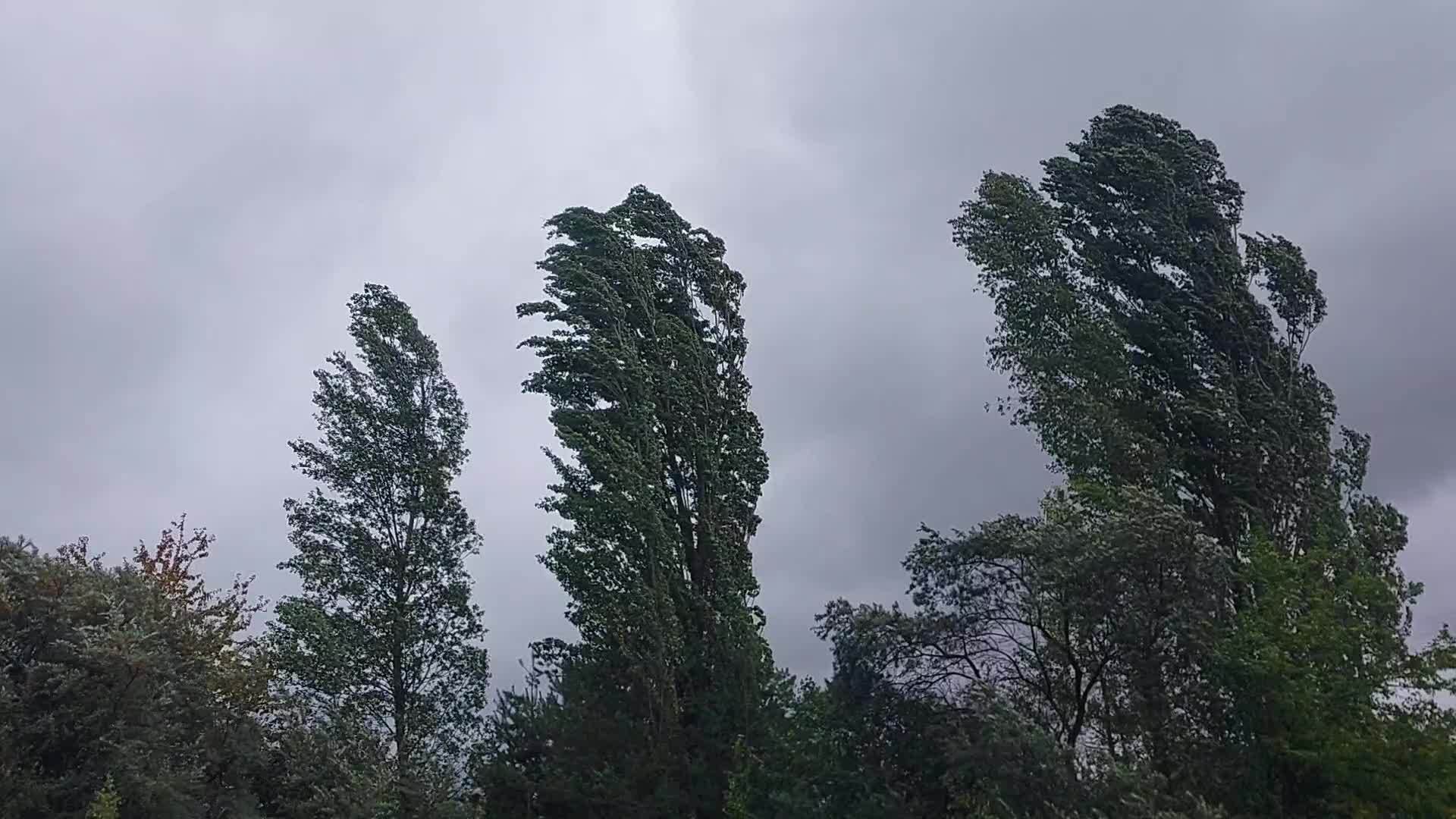 Wind Blowing Trees In Forest