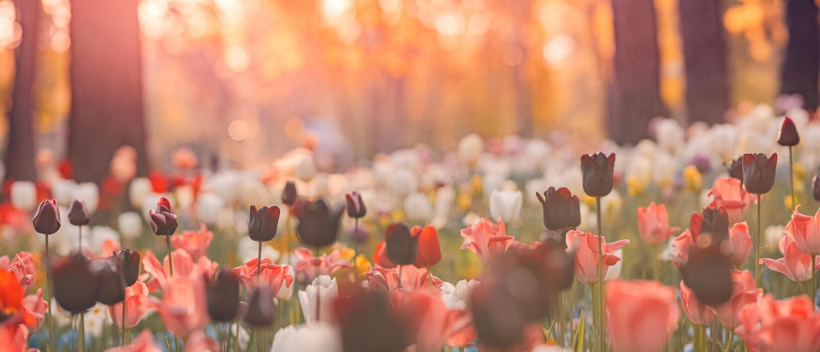 Spring Stock Photos, Images and Backgrounds for Free Download