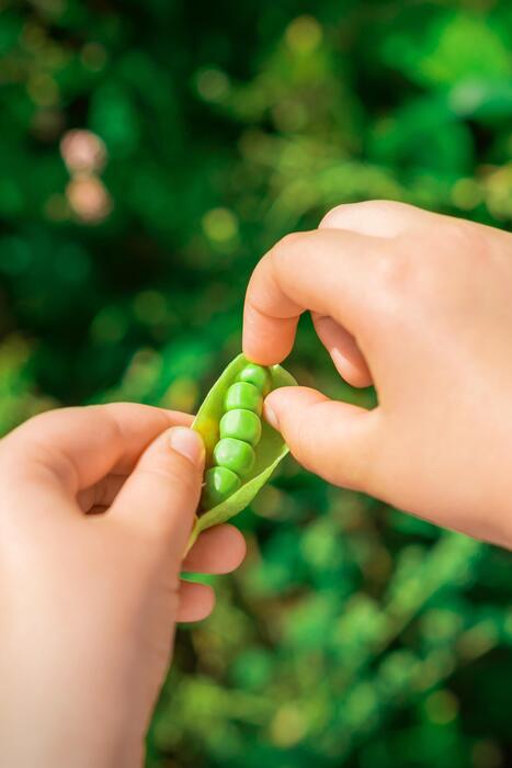 Pea Pod Stock Photos, Images and Backgrounds for Free Download