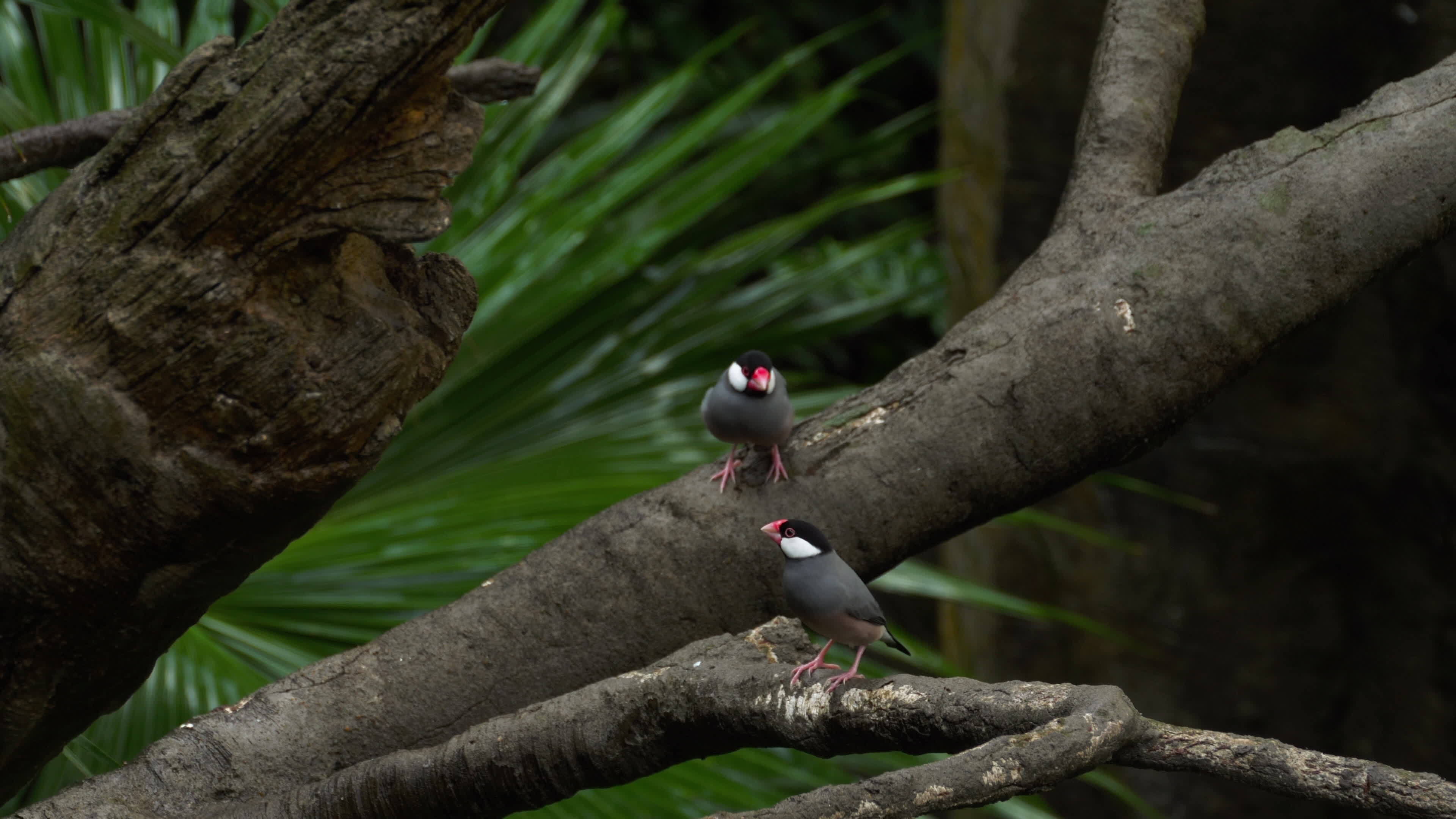 Java sparrow Lonchura oryzivora, also known as Java finch, Java rice ...