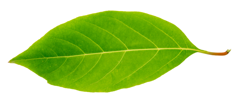 Hoja De Arbol Png Para Descargar Gratis