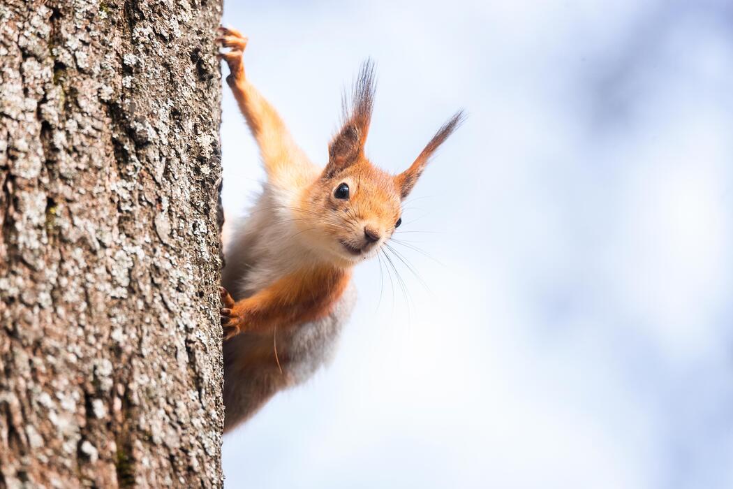 Animal Climbing Stock Photos, Images and Backgrounds for Free Download