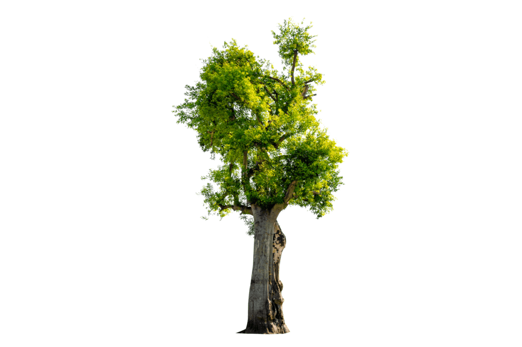 Animated Tree PNGs for Free Download