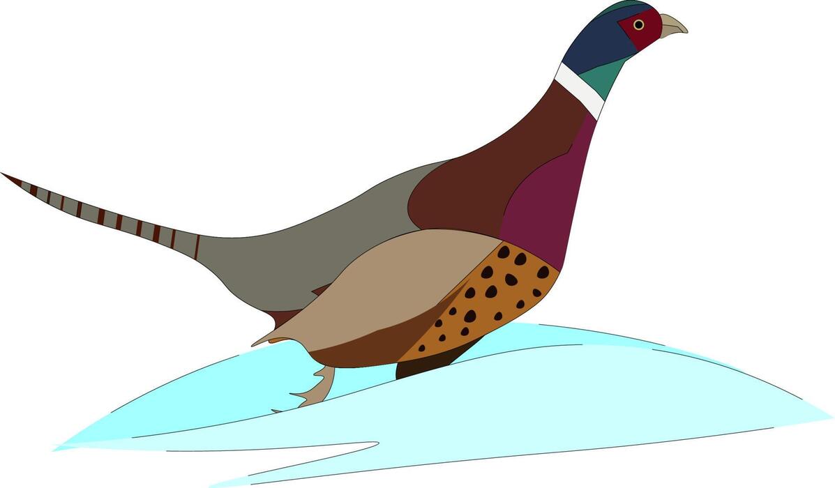 Pheasant Vector Art, Icons, and Graphics for Free Download