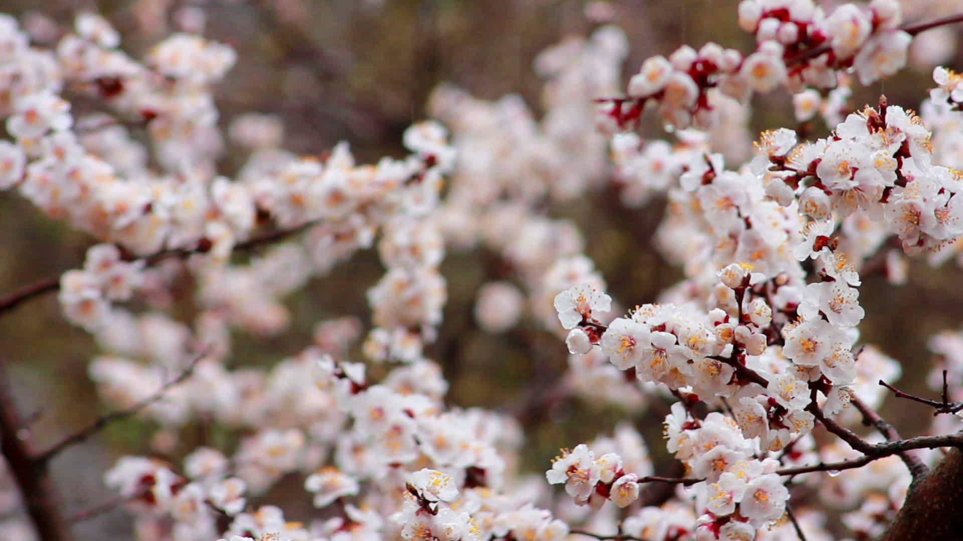 White flowers on a tree in the spring rain comes 13541888 Stock Video ...