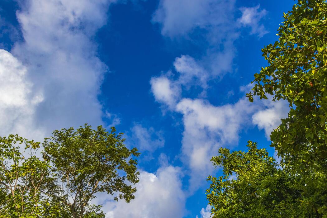 Sky With Trees Stock Photos, Images and Backgrounds for Free Download