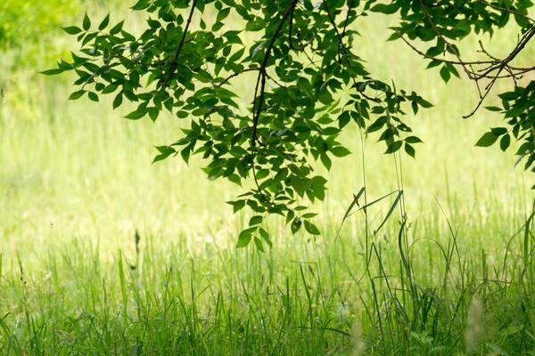 Grass And Trees Background Stock Photos, Images and Backgrounds for ...
