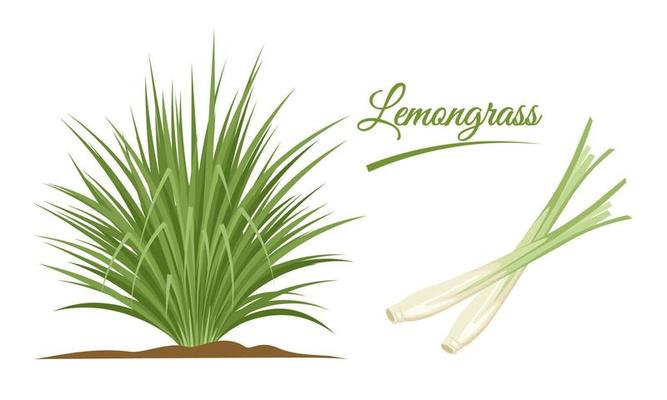 Lemongrass Vector Art Icons And Graphics For Free Download