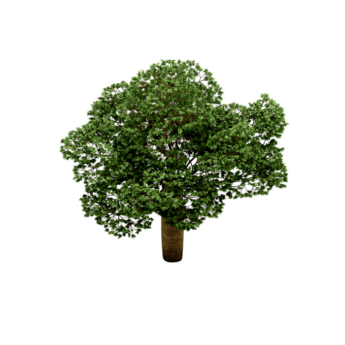 Isometric Tree PNGs for Free Download