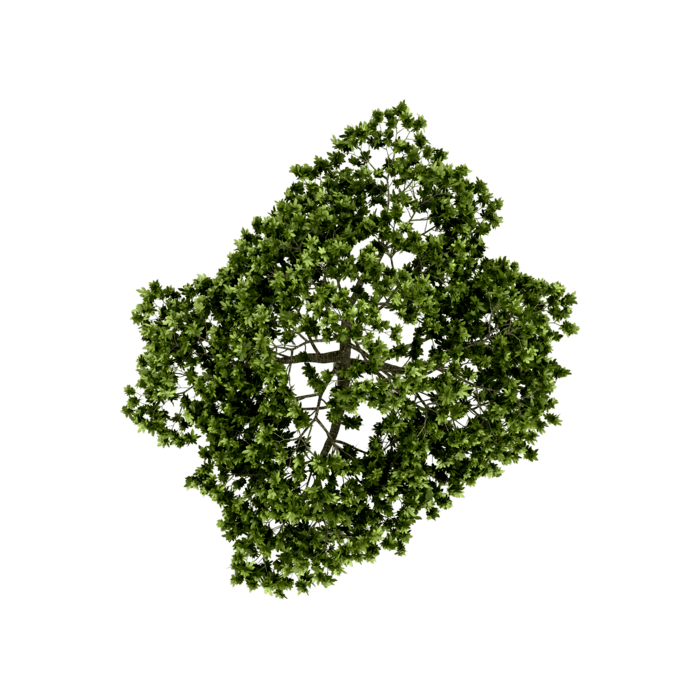 Tree Top View PNGs for Free Download