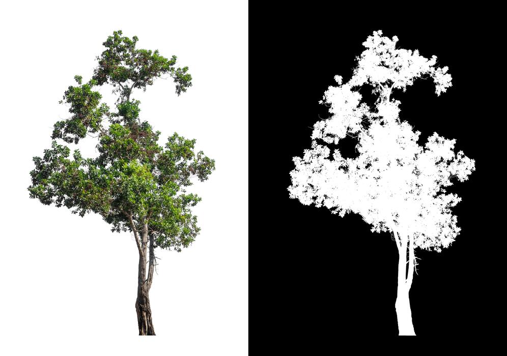 2d Tree Stock Photos, Images and Backgrounds for Free Download