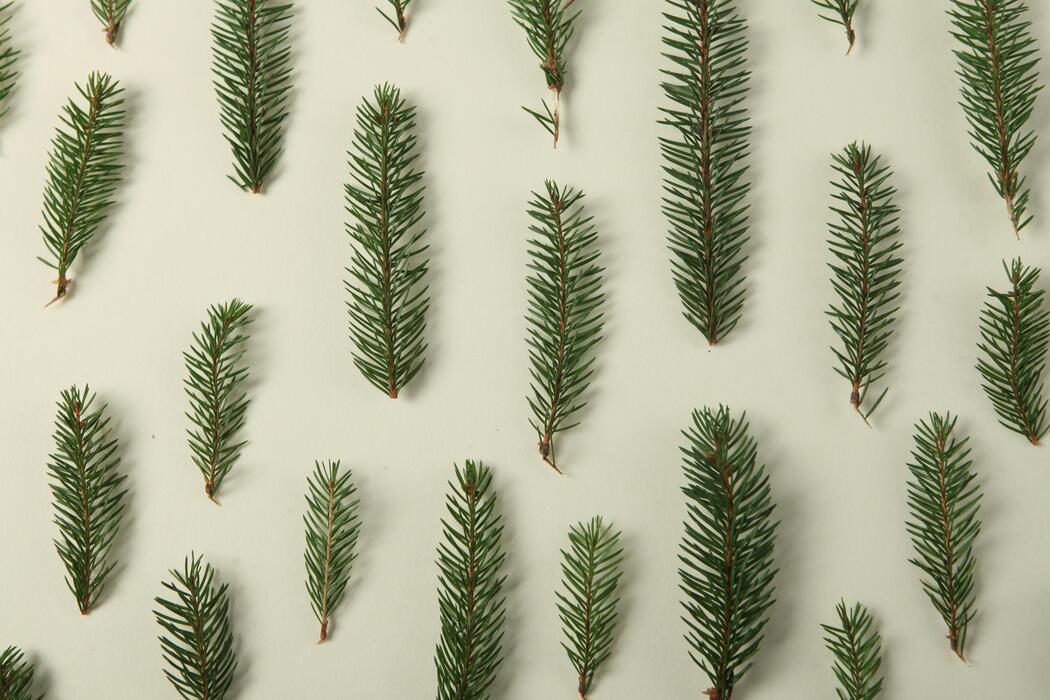 Pine Tree Pattern Stock Photos, Images and Backgrounds for Free Download