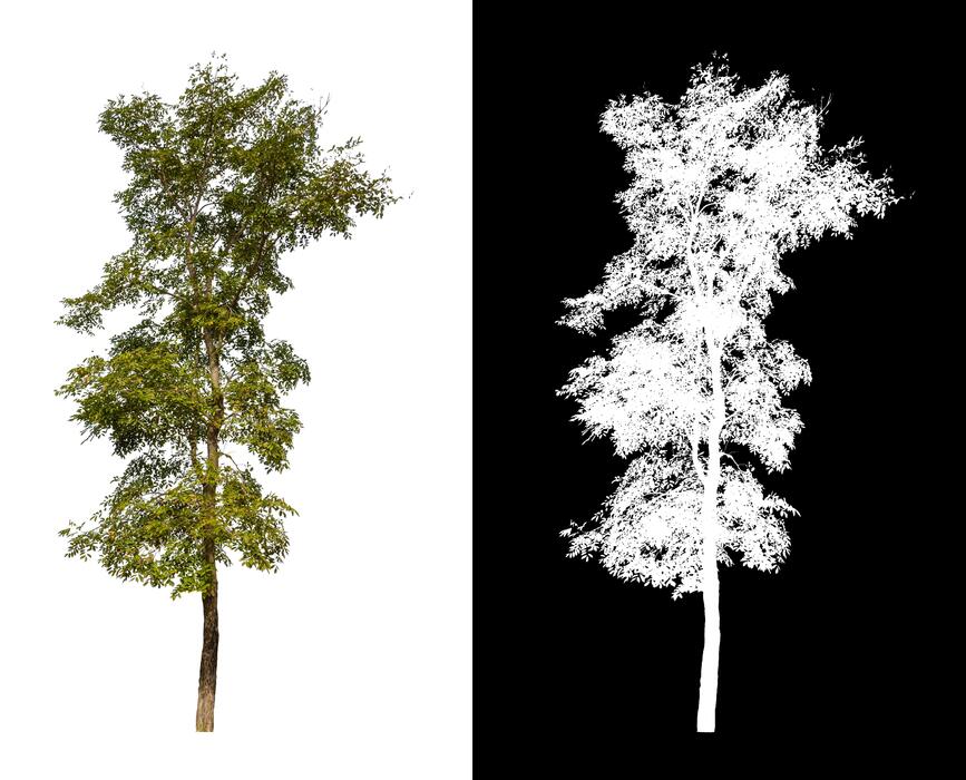 2d Tree Stock Photos, Images and Backgrounds for Free Download