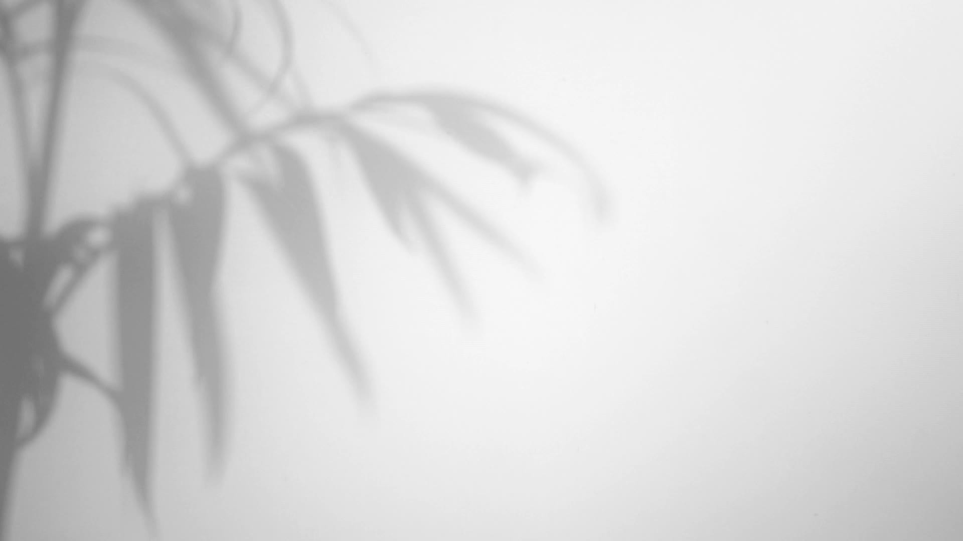 leaf shadow footage for background texture overlay. minimalist nature ...