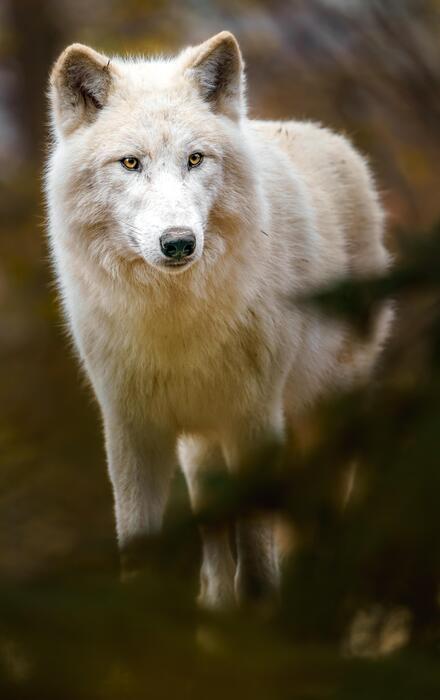Beautiful Brown Wolf With Blue Eyes