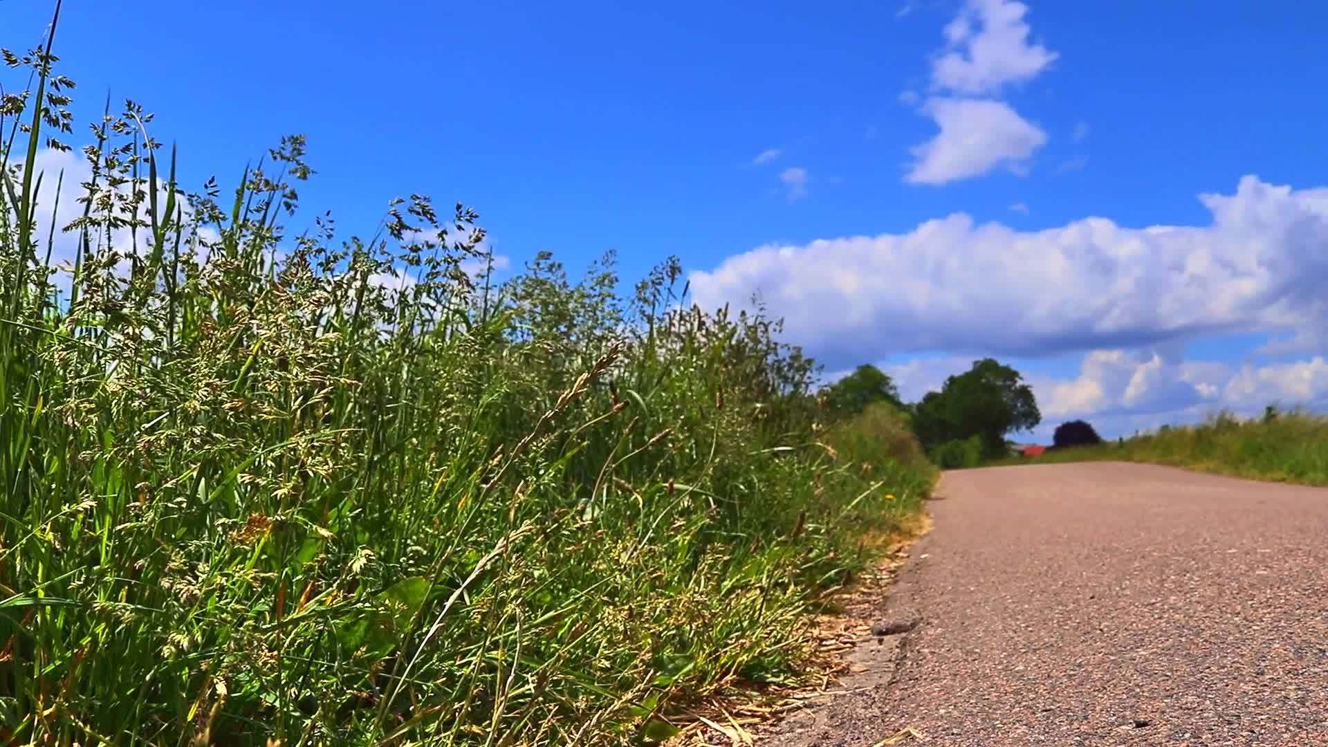 High Grass And Wheat Spikelets Grass Are Moving In The Wind 14340805 Stock Video At Vecteezy