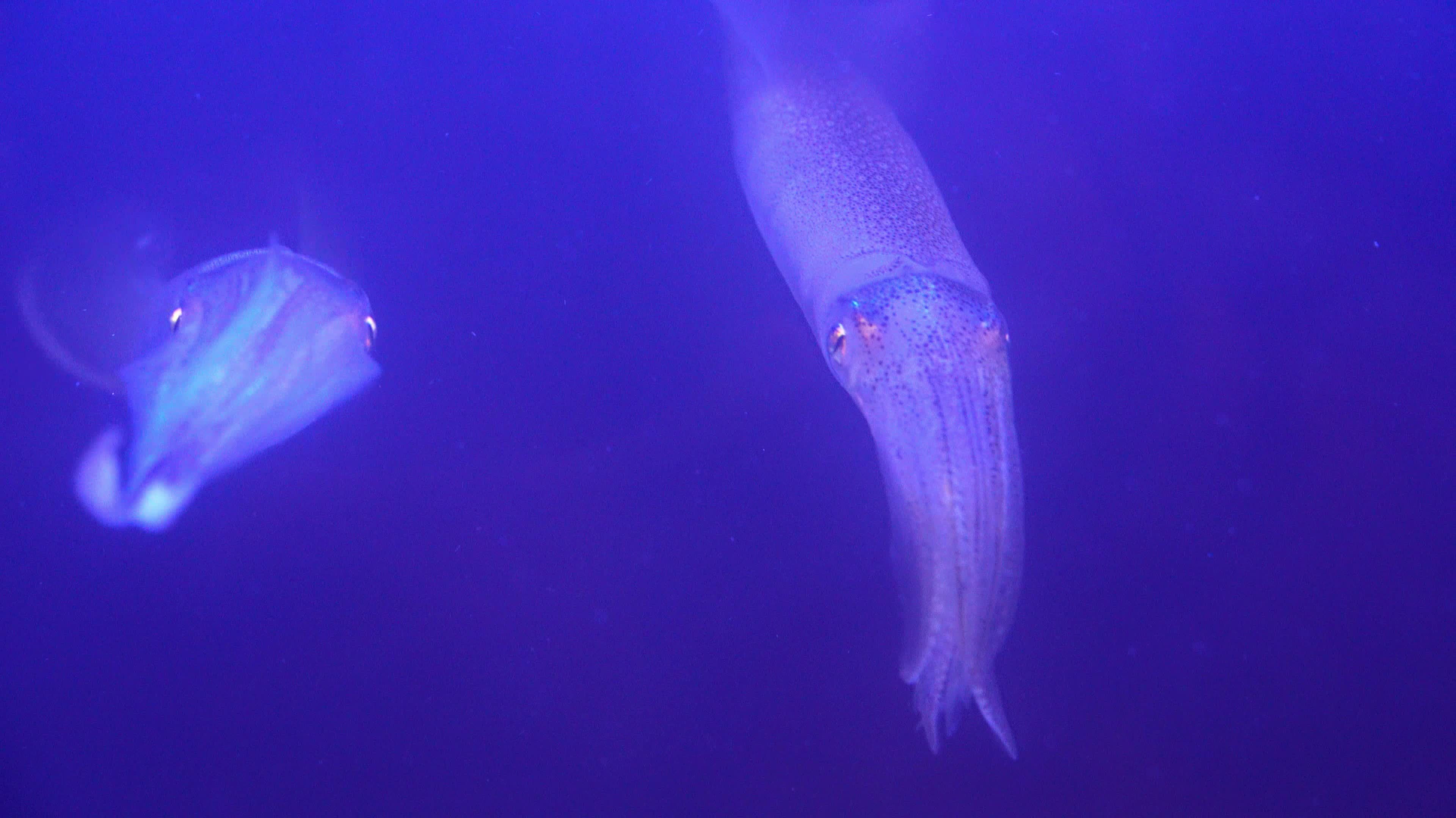 Close Up Of Squid Swimming In The Water Squid Or Sepioteuthis Lessoniana In Thailand 14396954