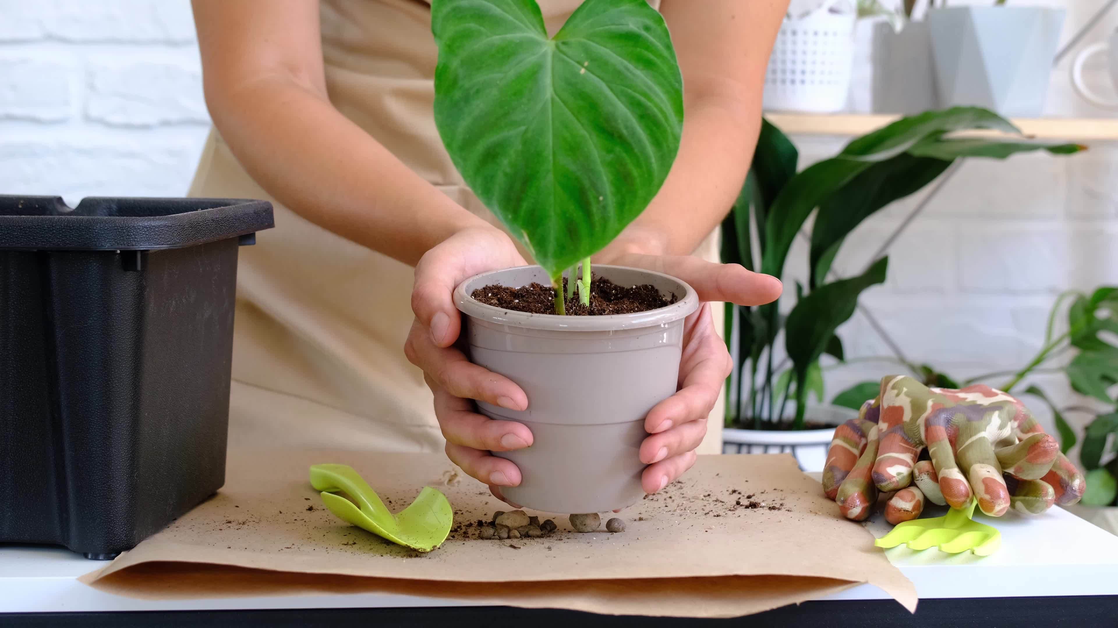 trasplantar una planta casera philodendron verrucosum a una maceta. una ...