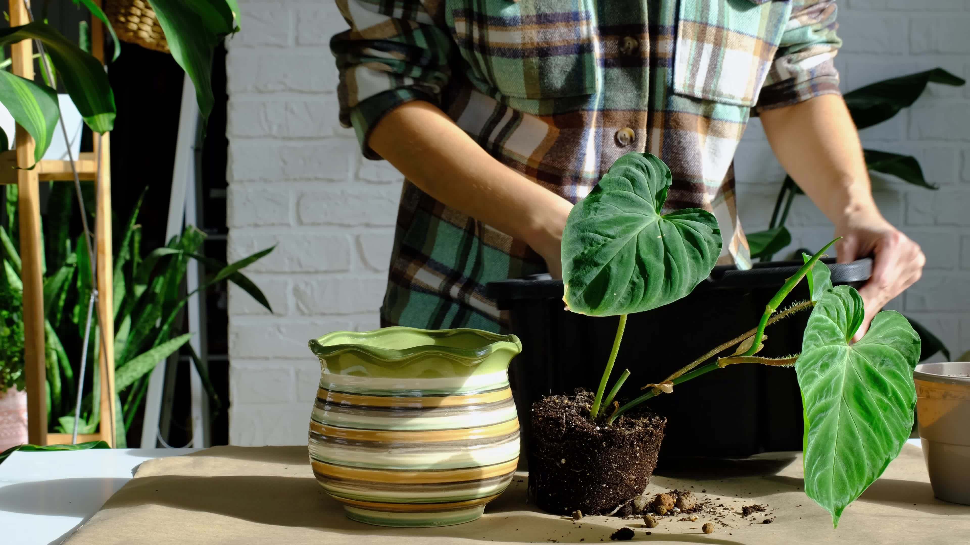 trasplantar una planta casera philodendron verrucosum a una maceta. una ...