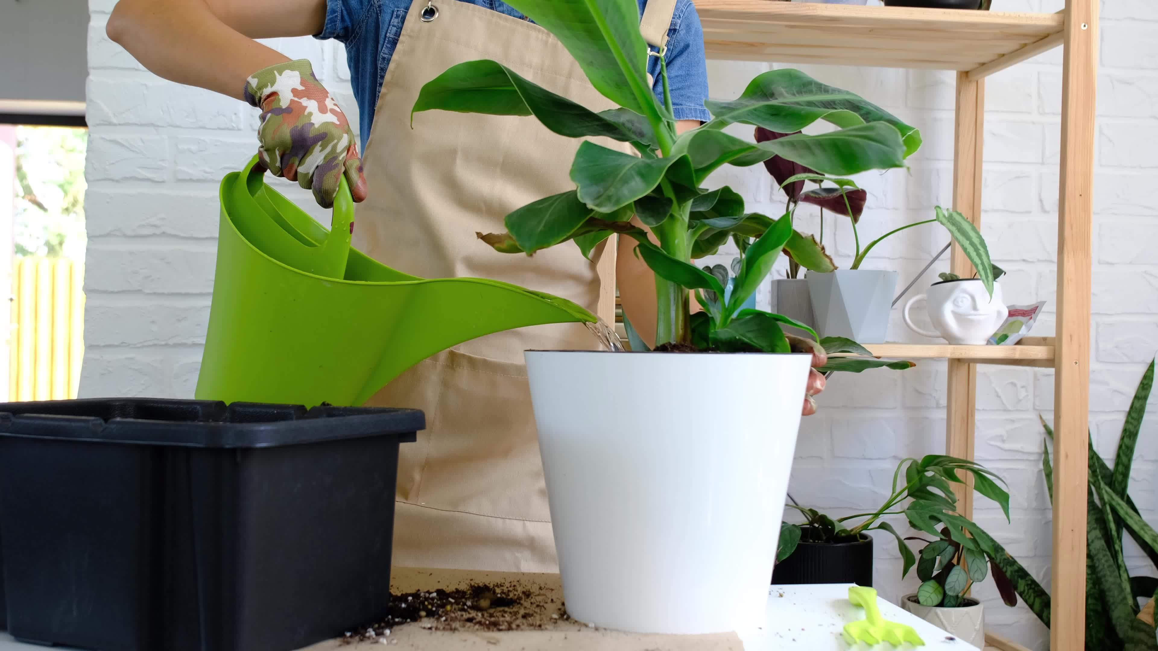 trasplantar una planta en maceta casera banana palm musa a una maceta ...