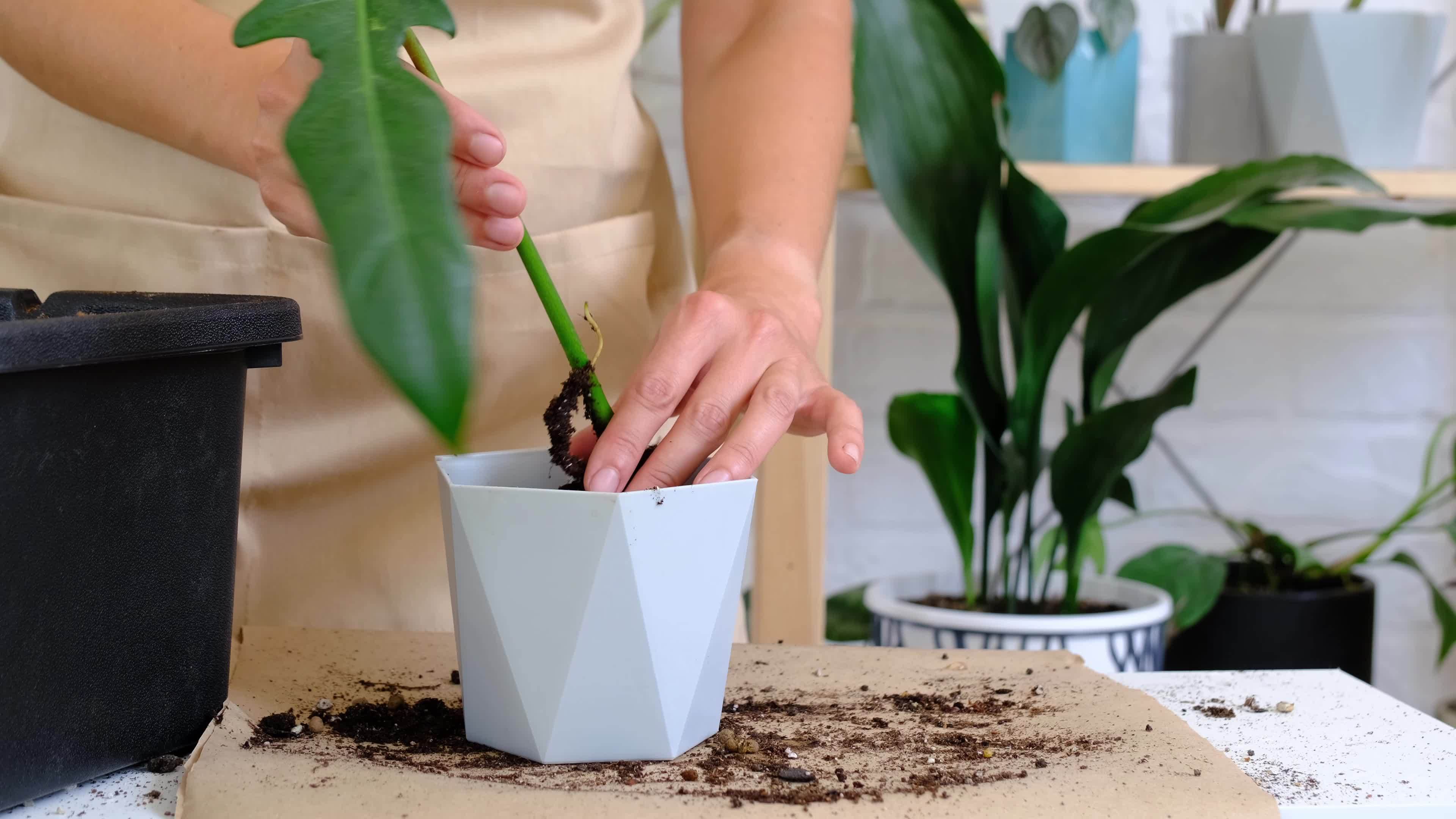 trasplantar un filodendro de una planta casera a una maceta nueva. una ...