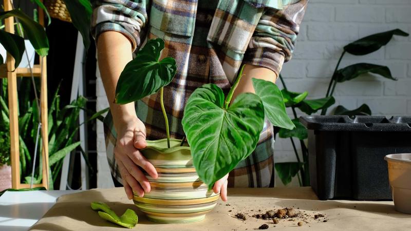 trasplantar una planta casera philodendron verrucosum a una maceta. una ...