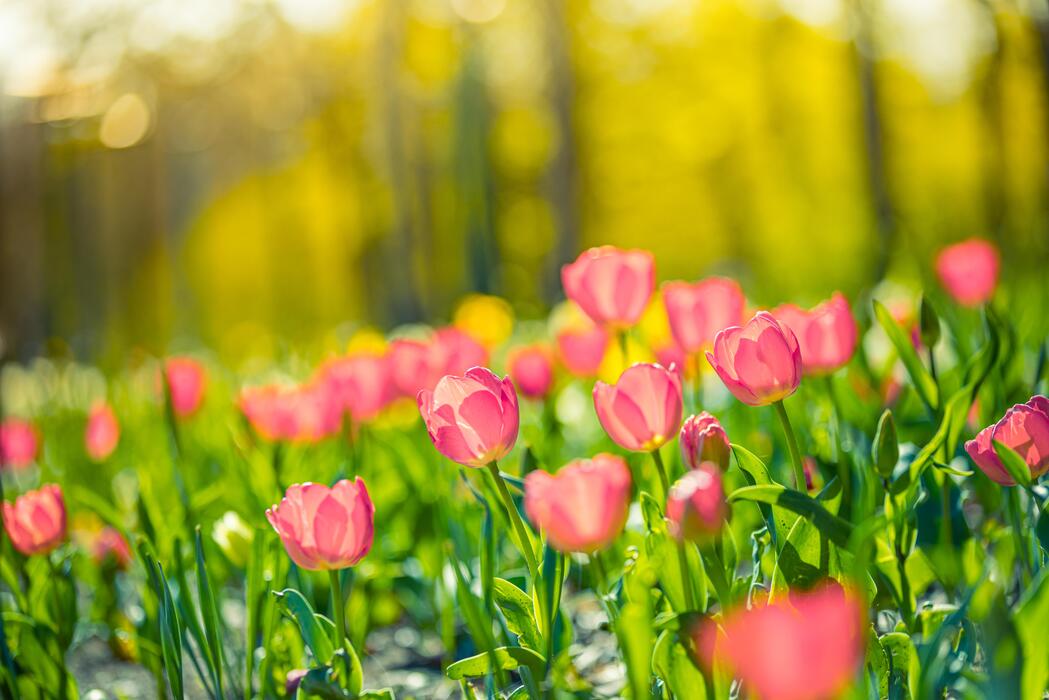 Spring Stock Photos, Images and Backgrounds for Free Download