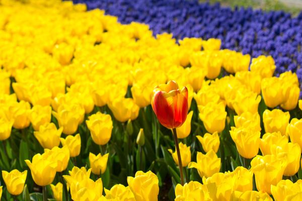 Spring Stock Photos, Images and Backgrounds for Free Download