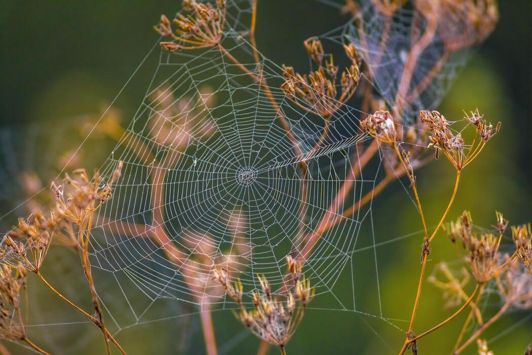 Spider Web Circle Stock Photos, Images and Backgrounds for Free Download