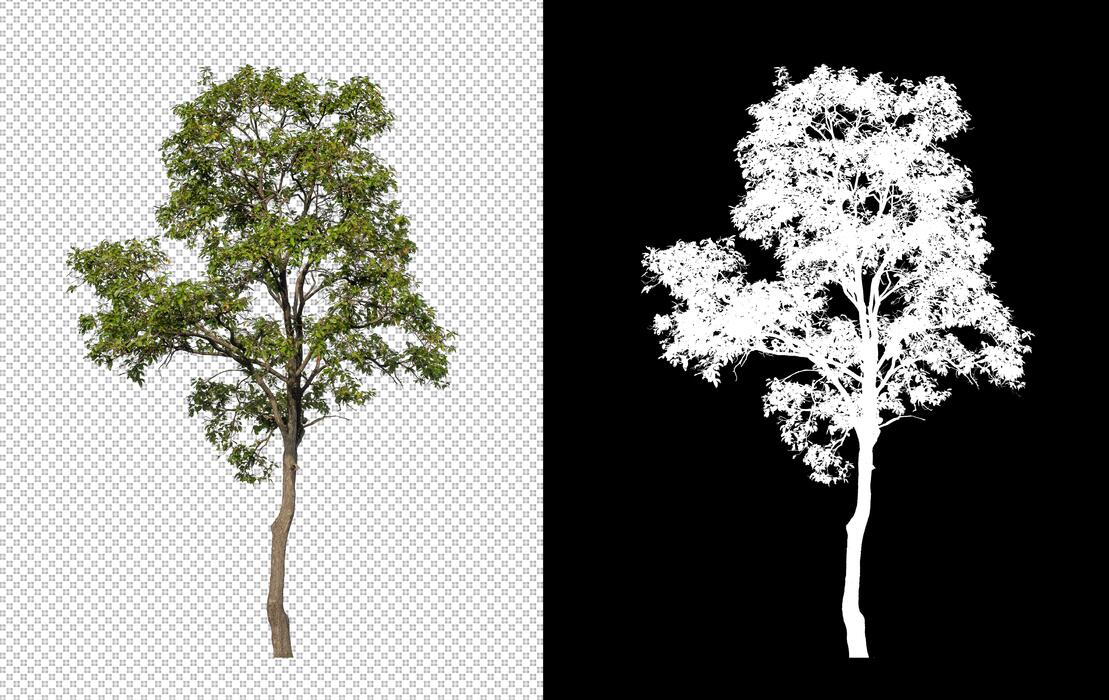 Tree Transparent Background Stock Photos, Images and Backgrounds for ...