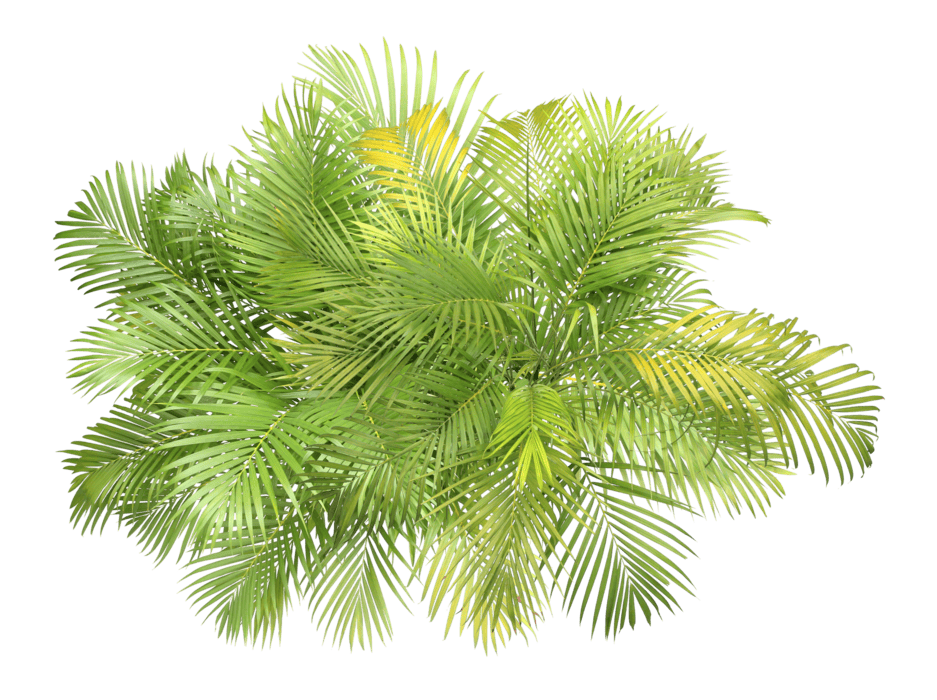 Trees Top View PNGs for Free Download